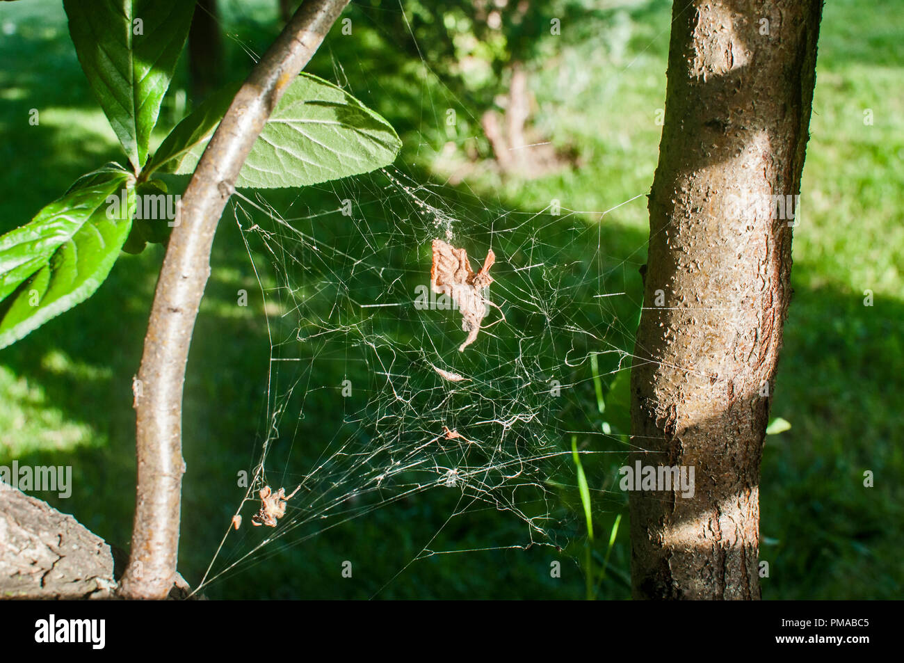 Spider silk web closeup on plants background Stock Photo - Alamy