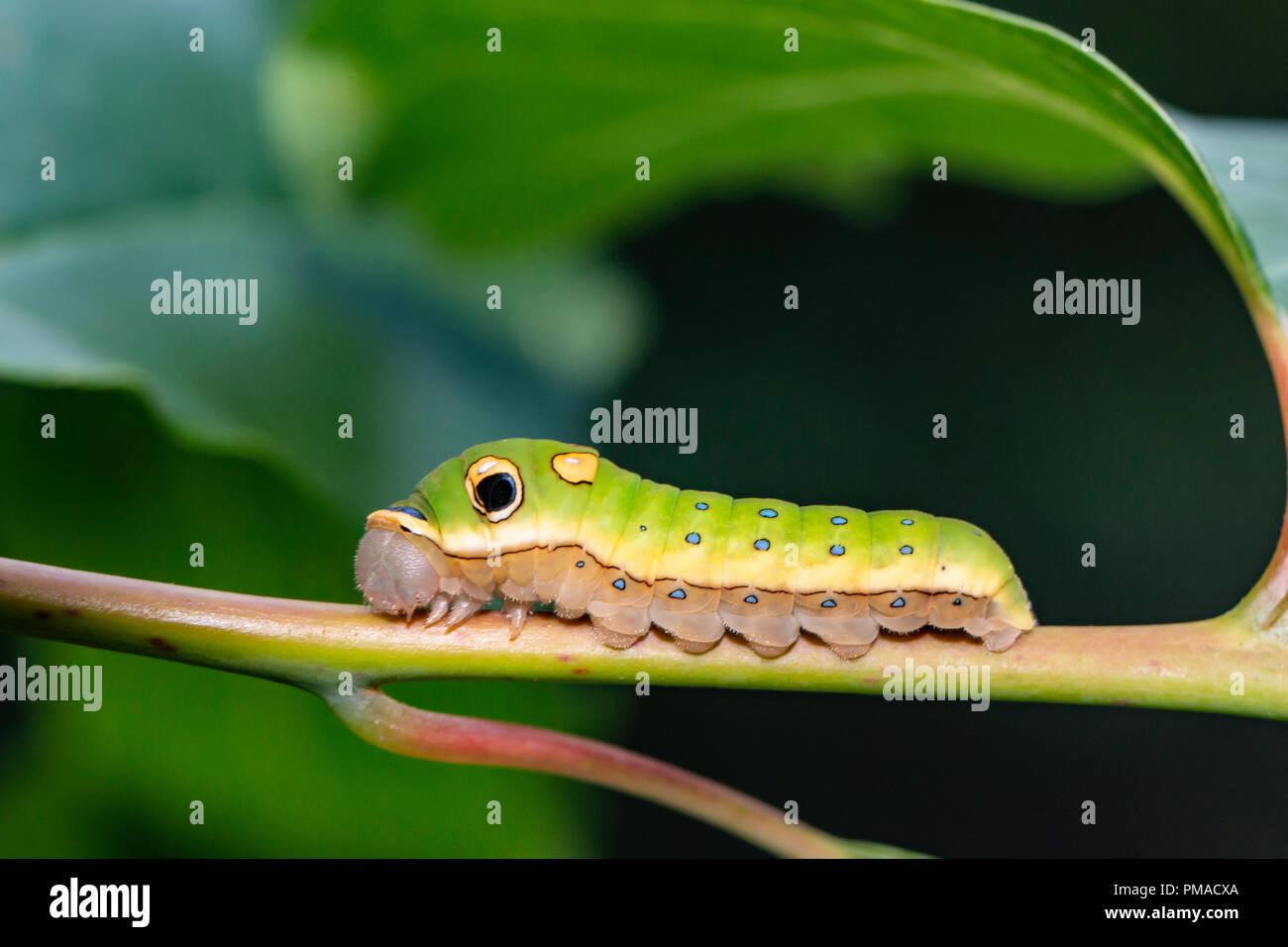 Papilio Troilus Caterpie