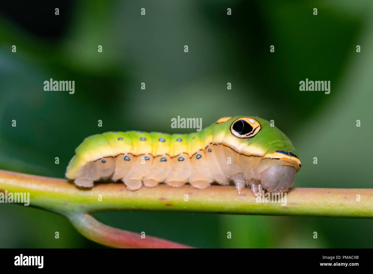 Spicebush swallowtail caterpillar - Papilio troilus Stock Photo - Alamy