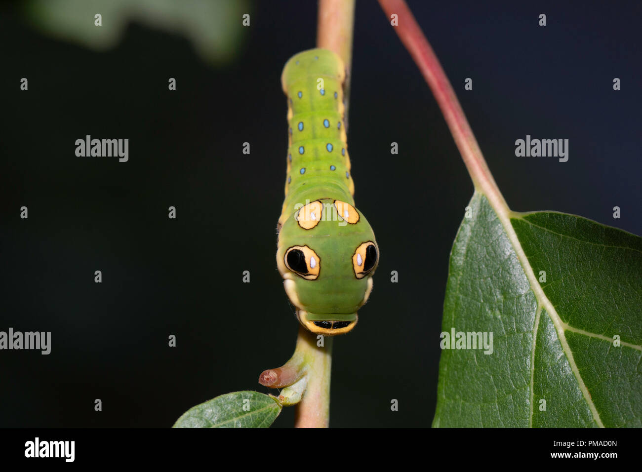 Spicebush swallowtail caterpillar - Papilio troilus Stock Photo - Alamy