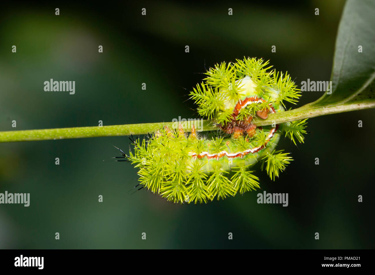 Venomous IO moth caterpillar - Automeris io Stock Photo - Alamy