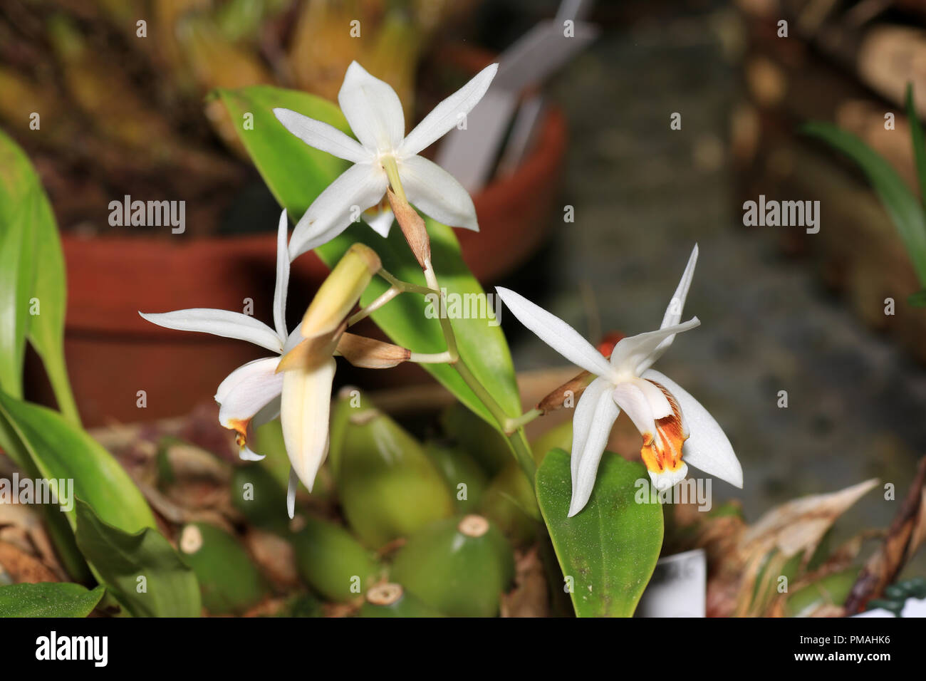 The orchids or Orchidaceae (Orchidaceae) are a worldwide plant family ...