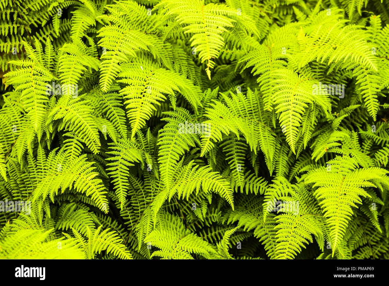 Ferns Connecticut State Forest Hartland, Connecticut, USA Stock Photo ...