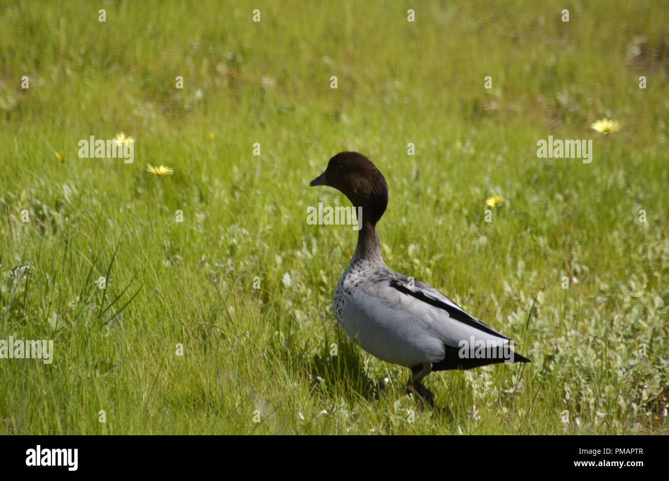 Australian goose hi-res stock photography and images - Alamy