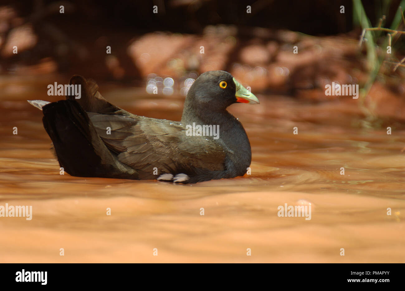Australian Native Water Birds High Resolution Stock Photography and ...