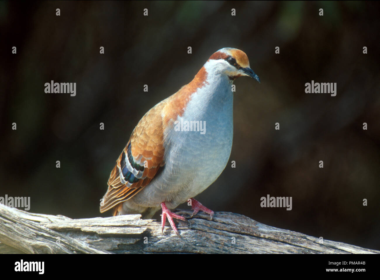 The brush bronzewing (Phaps elegans) is a species of bird in the pigeon family, Columbidae. It ...
