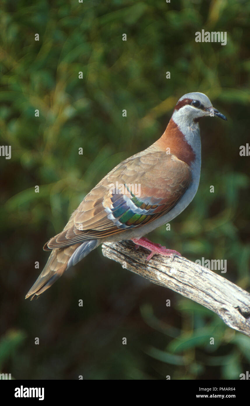 Brush bronzewings hi-res stock photography and images - Alamy