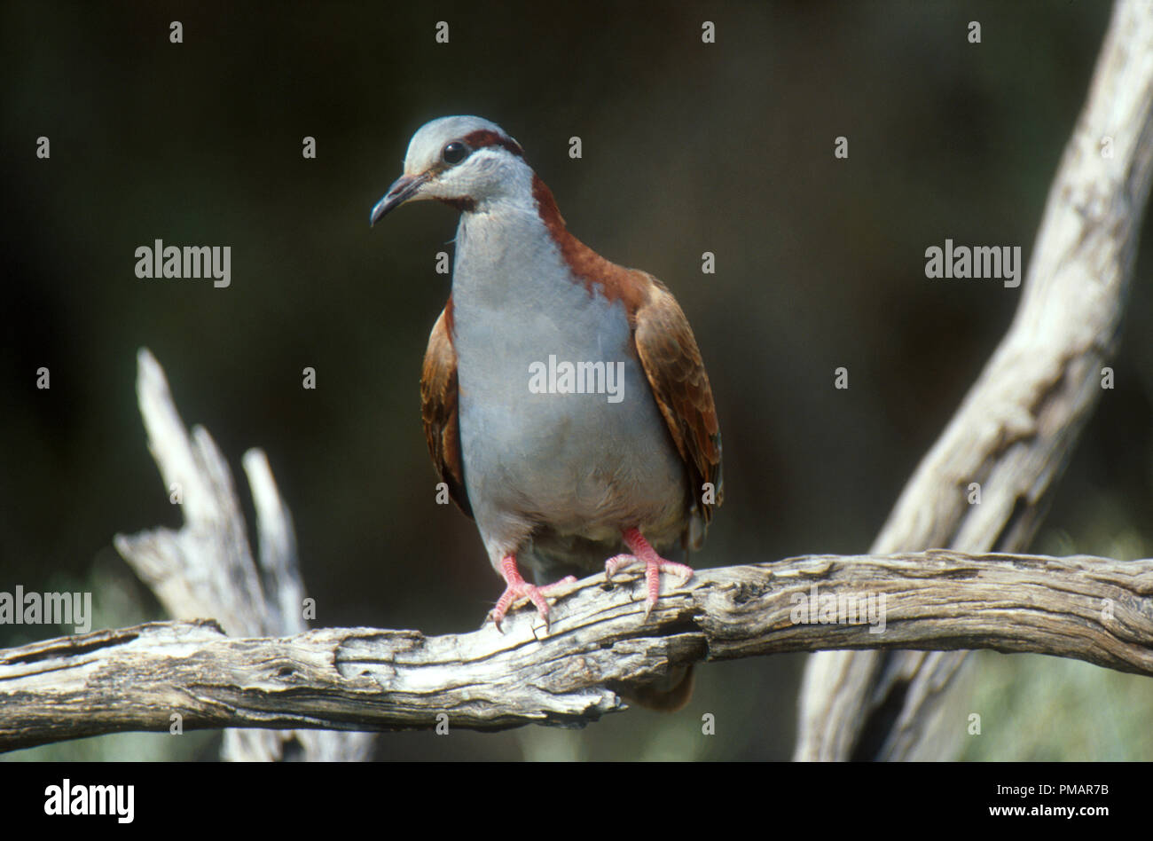 The brush bronze wing (Phaps elegans) is a species of bird in the ...