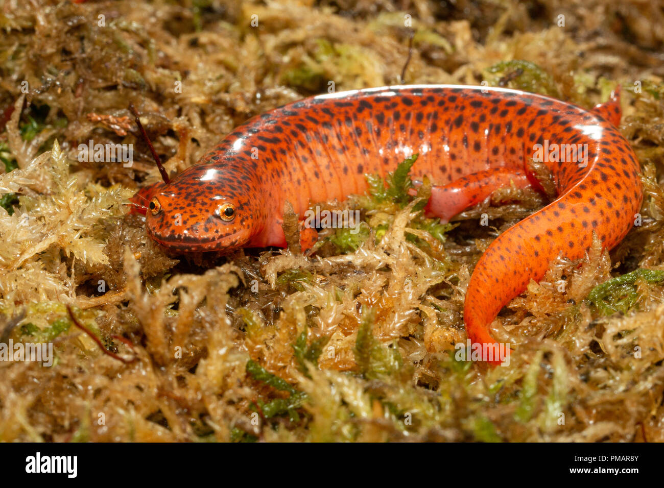 Northern red salamander - Pseudotriton ruber Stock Photo - Alamy