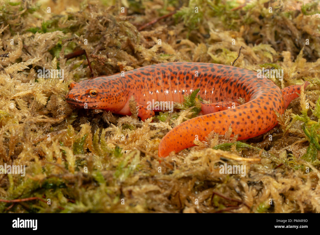 Northern red salamander - Pseudotriton ruber Stock Photo - Alamy