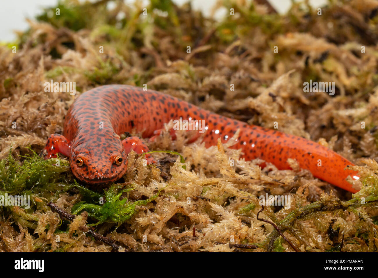 Northern red salamander - Pseudotriton ruber Stock Photo - Alamy