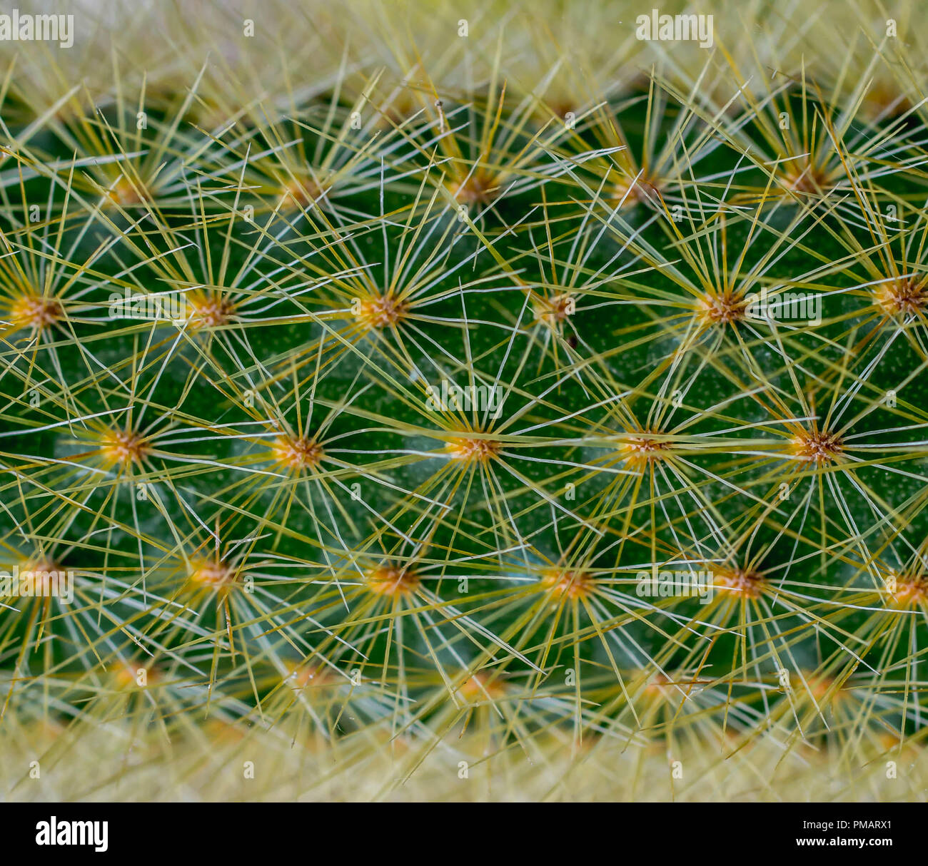 pattern of spikes of a cactus plant Stock Photo - Alamy