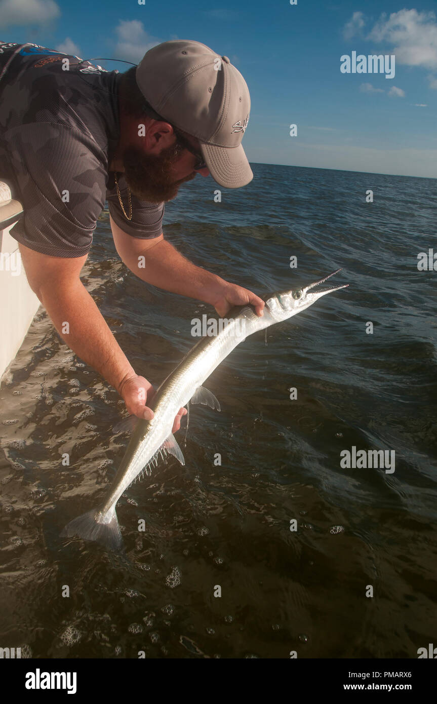 Hound fish, also called "'crocodile needlefish", patrol the flats in ...