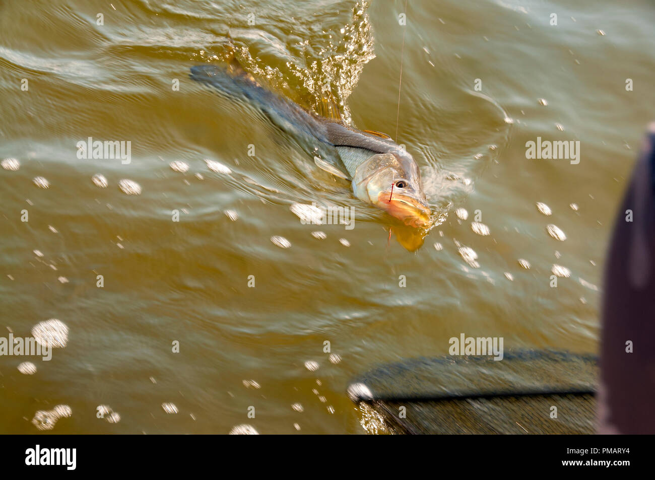 Big snook are an abundant species in the Gult all the way up to ...