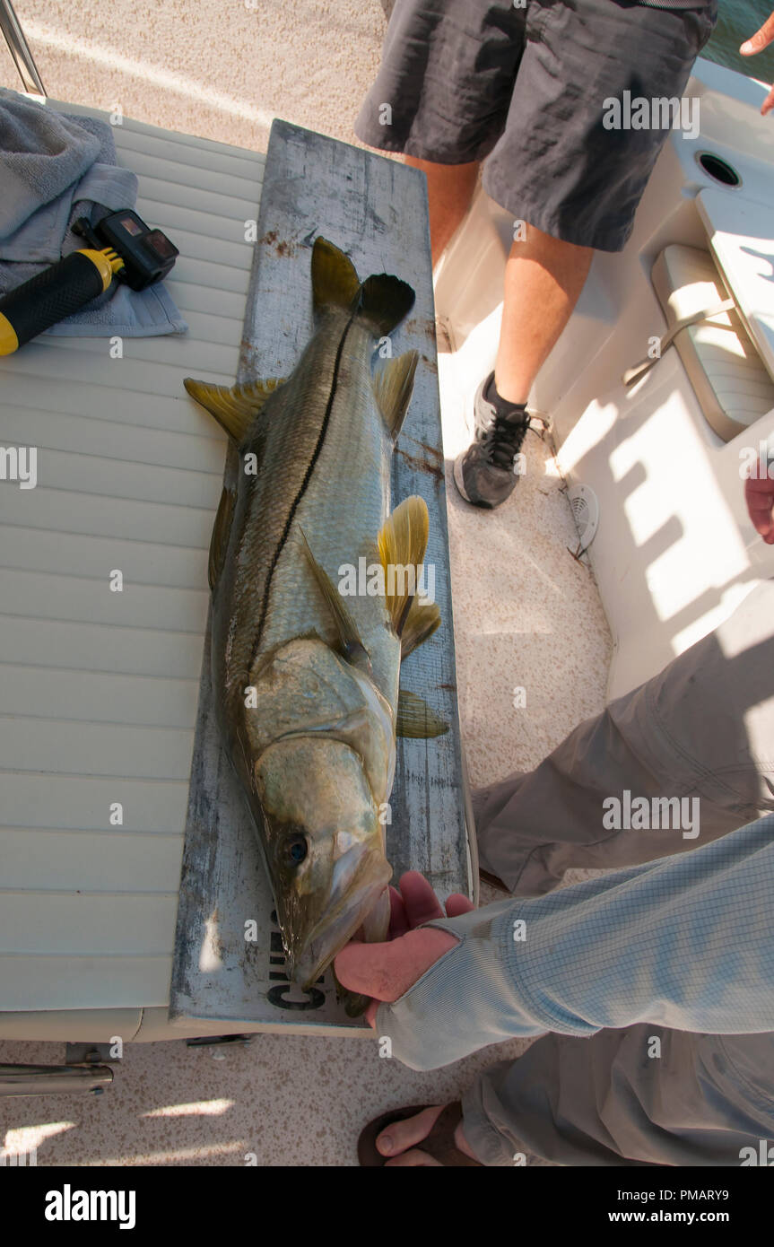 Big snook are an abundant species in the Gult all the way up to ...