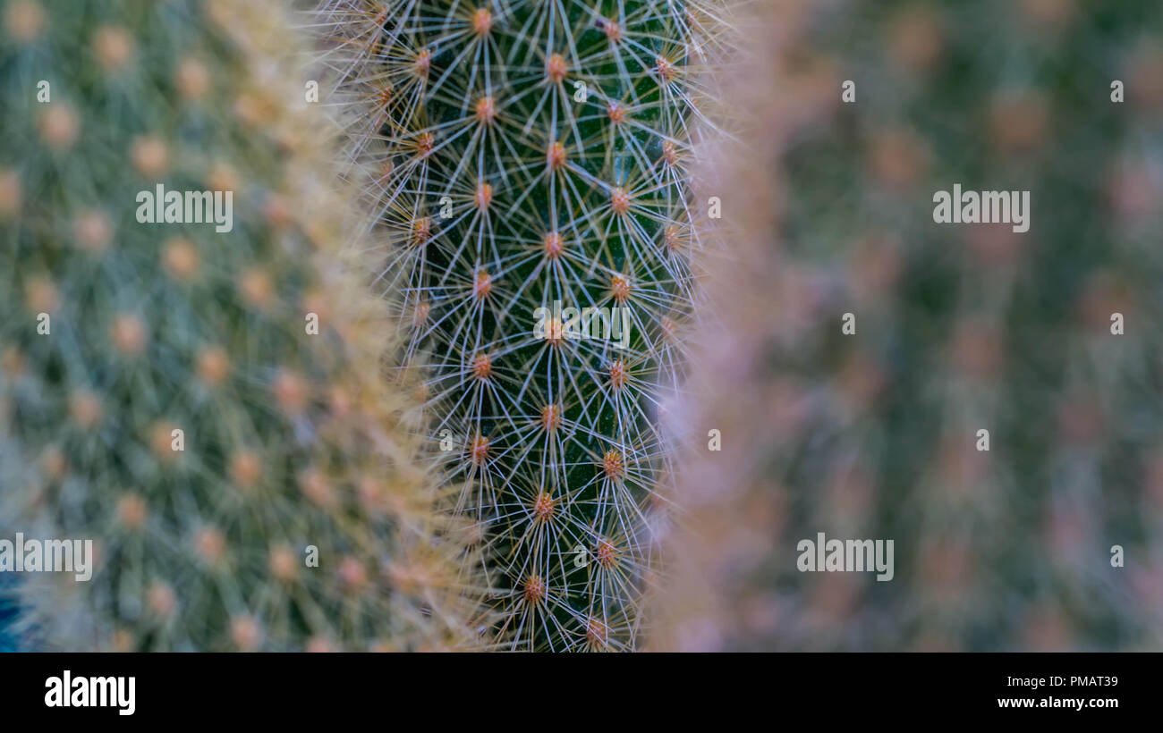 pattern of spikes of a cactus plant Stock Photo - Alamy