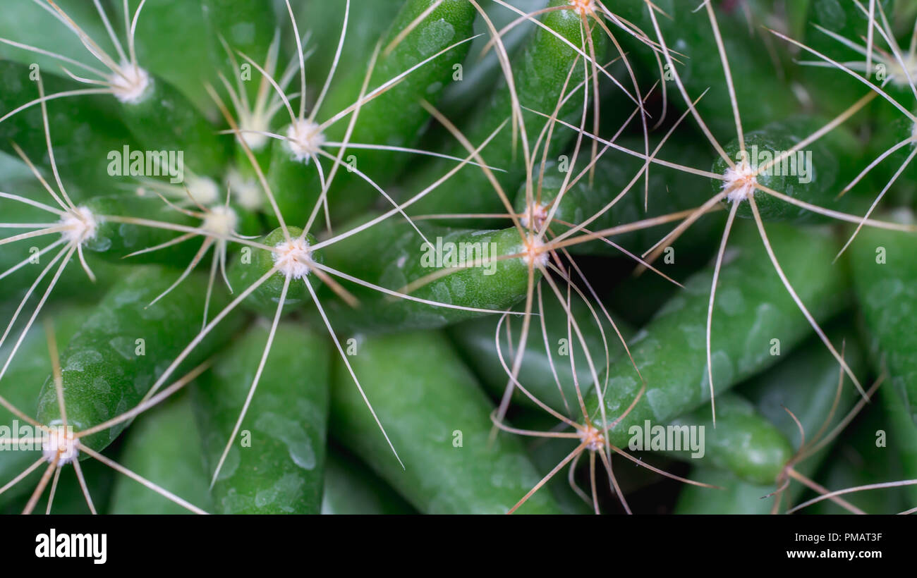 pattern of spikes of a cactus plant Stock Photo - Alamy