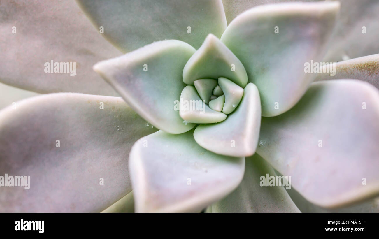 closeup of succulent plant with unique geometric shape of leaves Stock ...