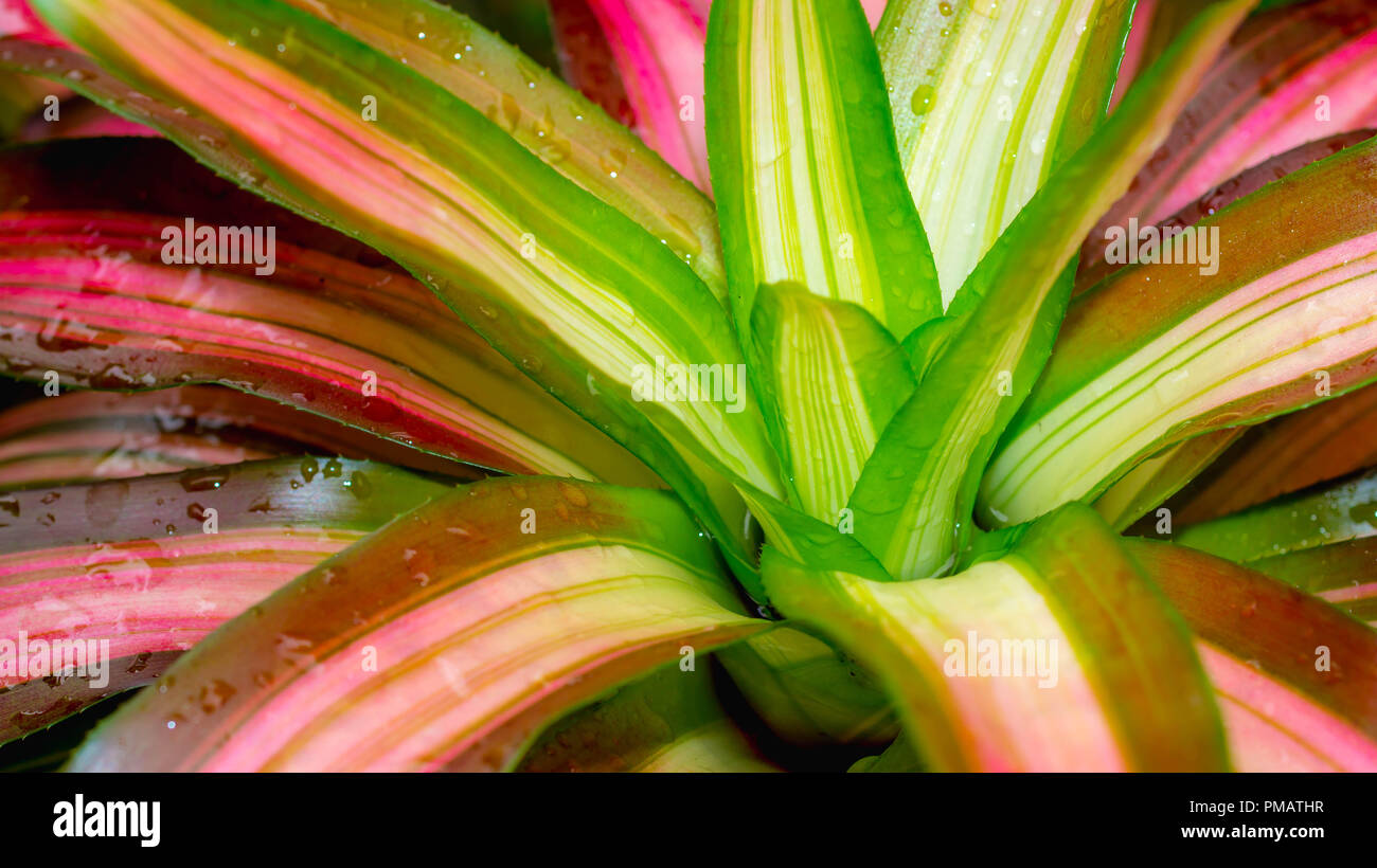 detail of colorful bromelia tricolor. this plant can be used as focal ...
