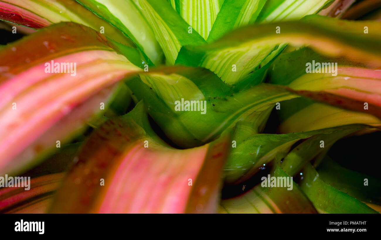 detail of colorful bromelia tricolor. this plant can be used as focal ...