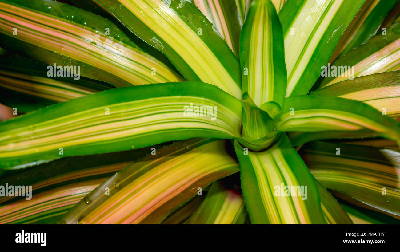 detail of colorful bromelia tricolor. this plant can be used as focal ...