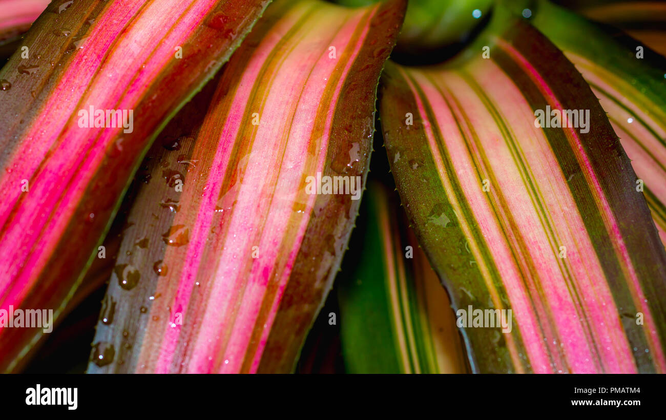 detail of colorful bromelia tricolor. this plant can be used as focal ...
