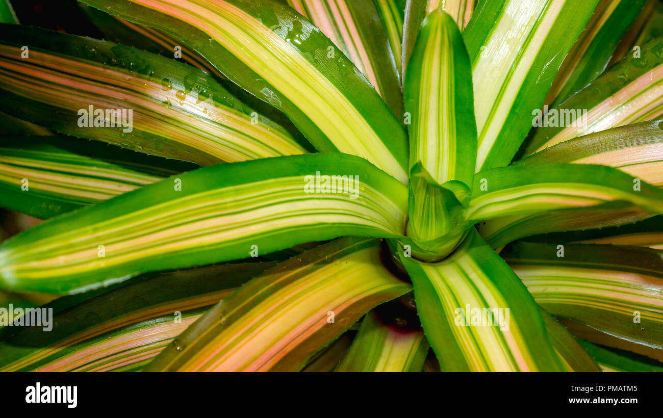 detail of colorful bromelia tricolor. this plant can be used as focal ...