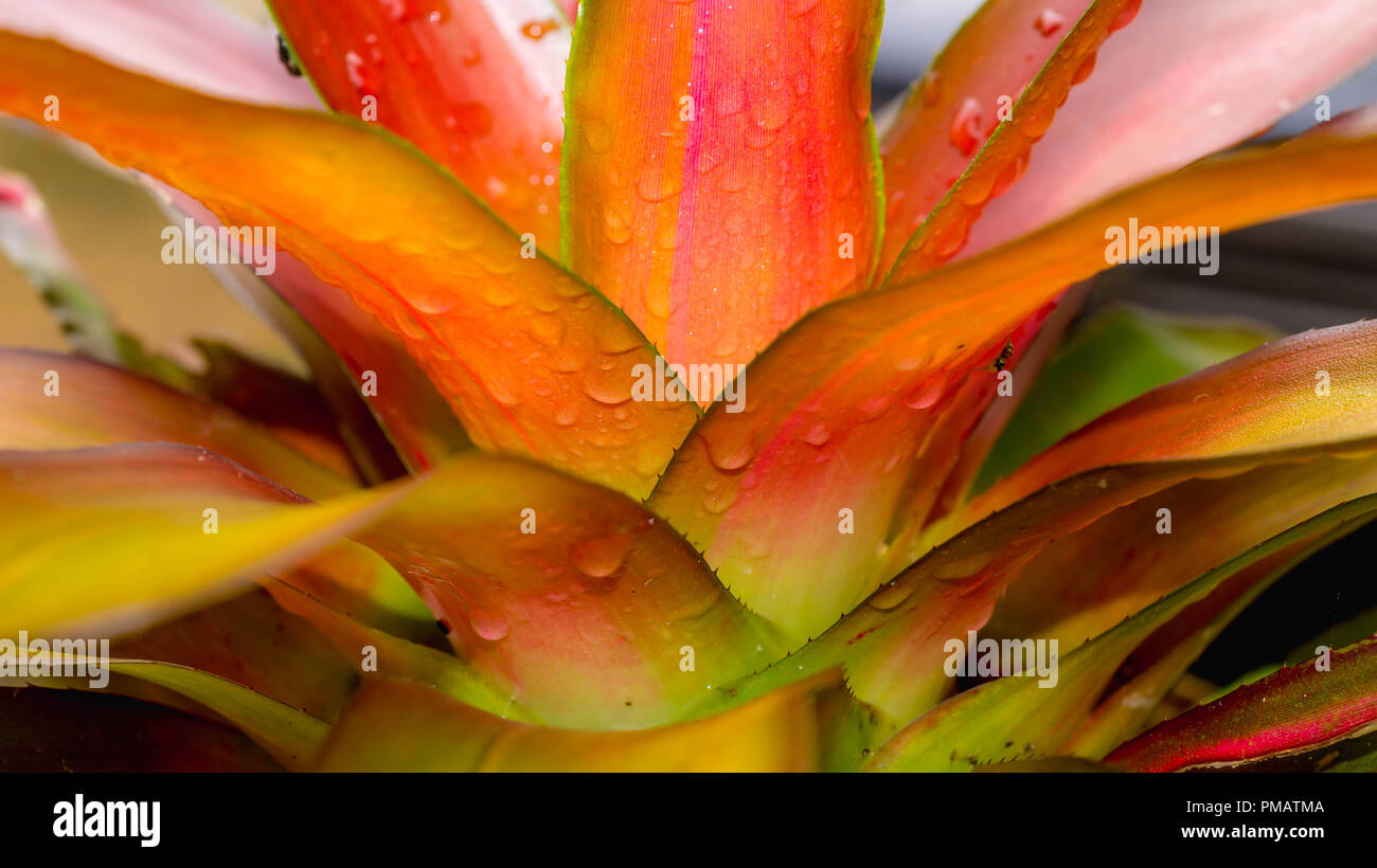 detail of colorful bromelia tricolor. this plant can be used as focal ...