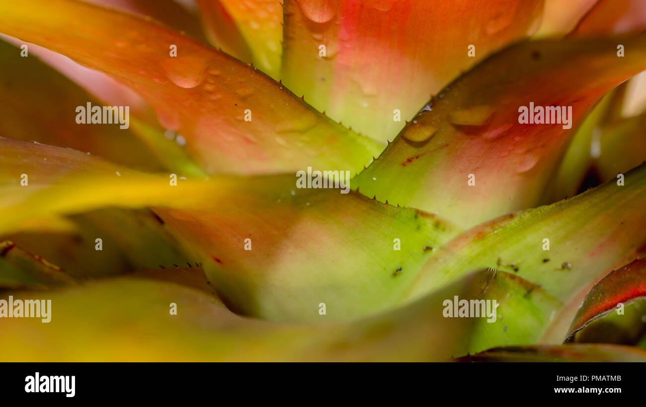 detail of colorful bromelia tricolor. this plant can be used as focal ...