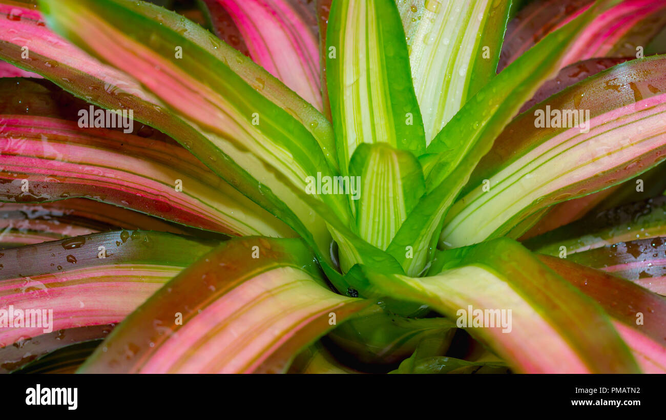 detail of colorful bromelia tricolor. this plant can be used as focal ...
