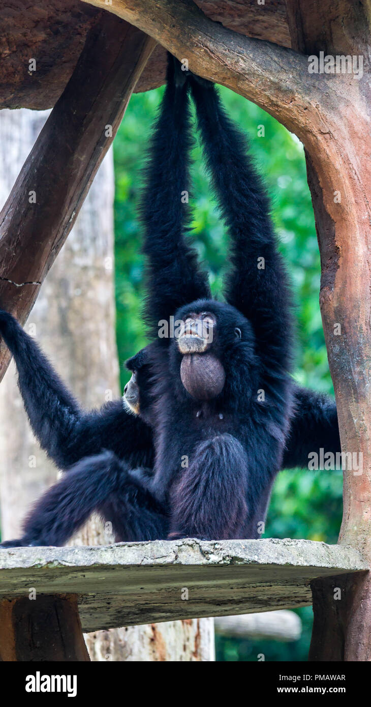 Siamang Symphalangus syndactylus in the conservation park in Indonesia ...