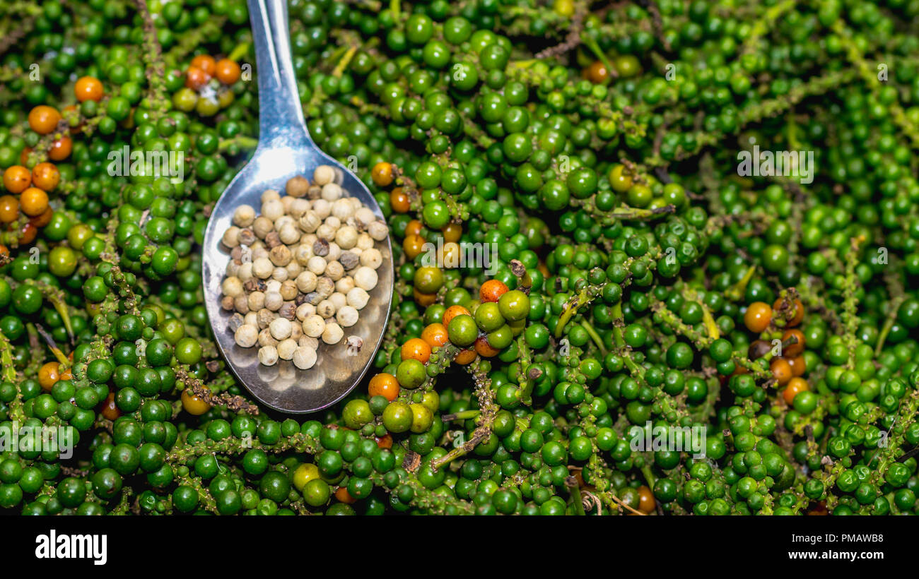 fresh raw green and processed peppercorn. tropical ingredient and ...
