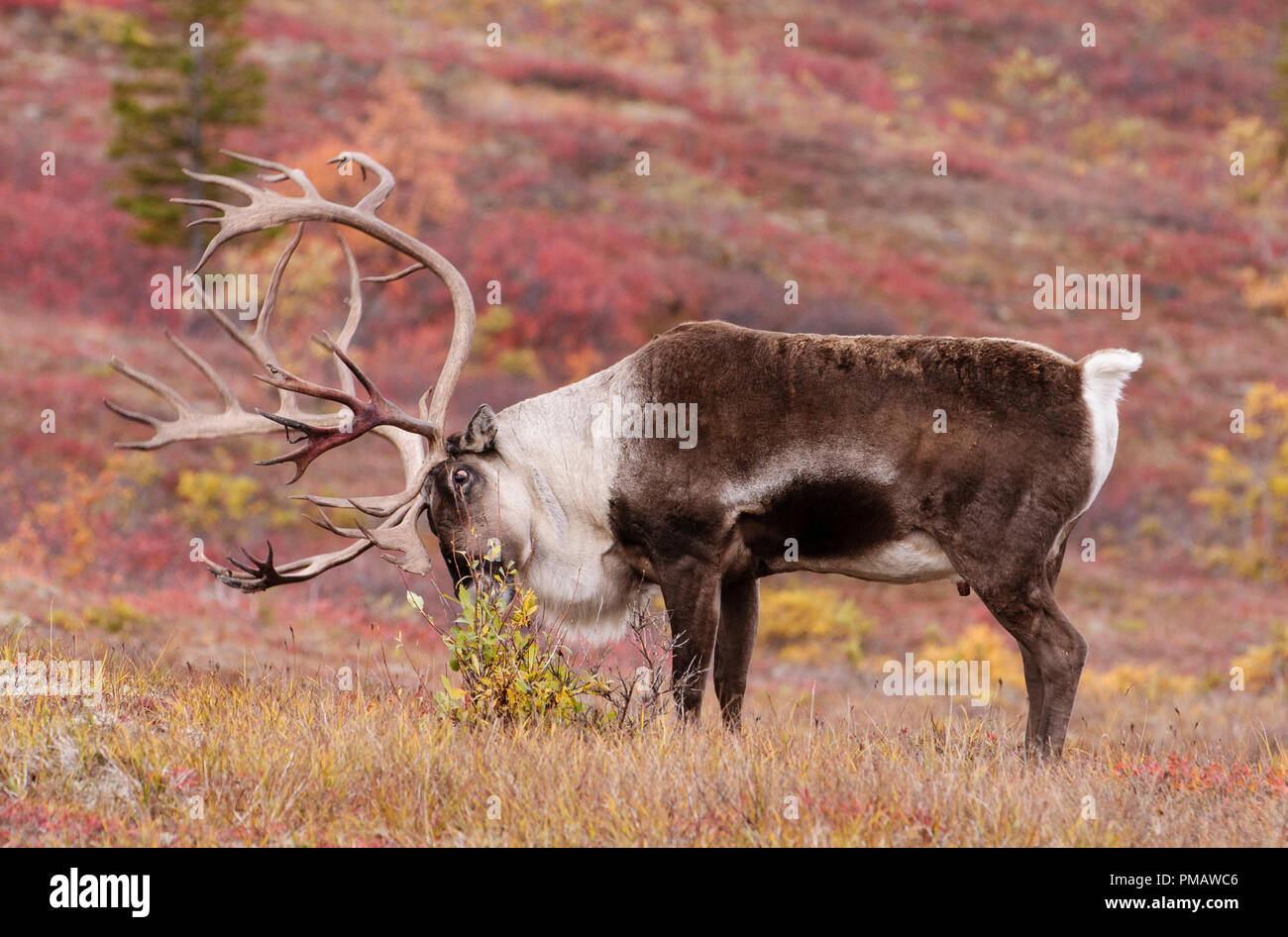 Barren ground caribou hi-res stock photography and images - Alamy
