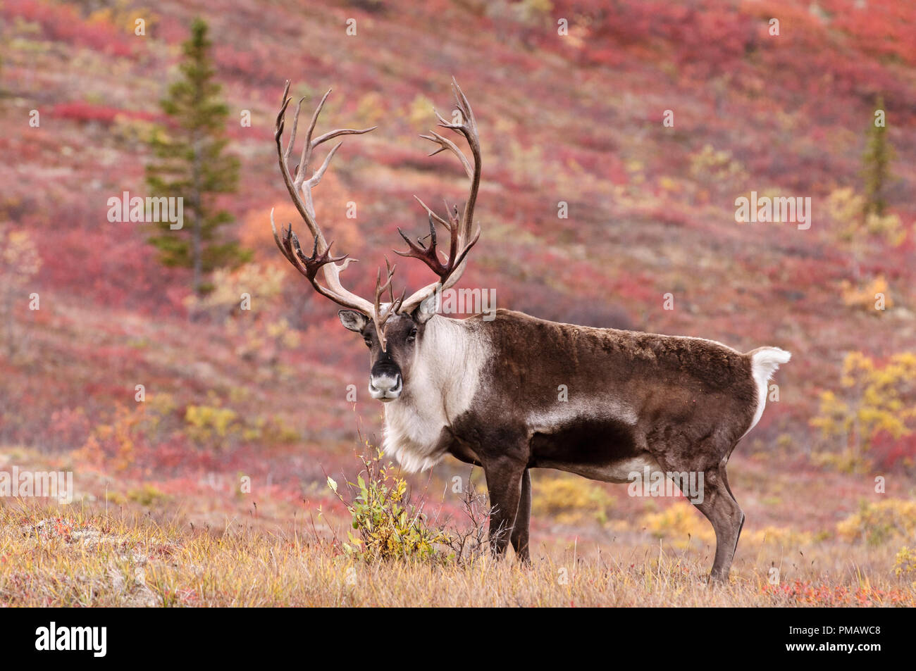 Caribou, Barren Ground, Bull, Autumn, Denali Park, Alaska Stock Photo ...