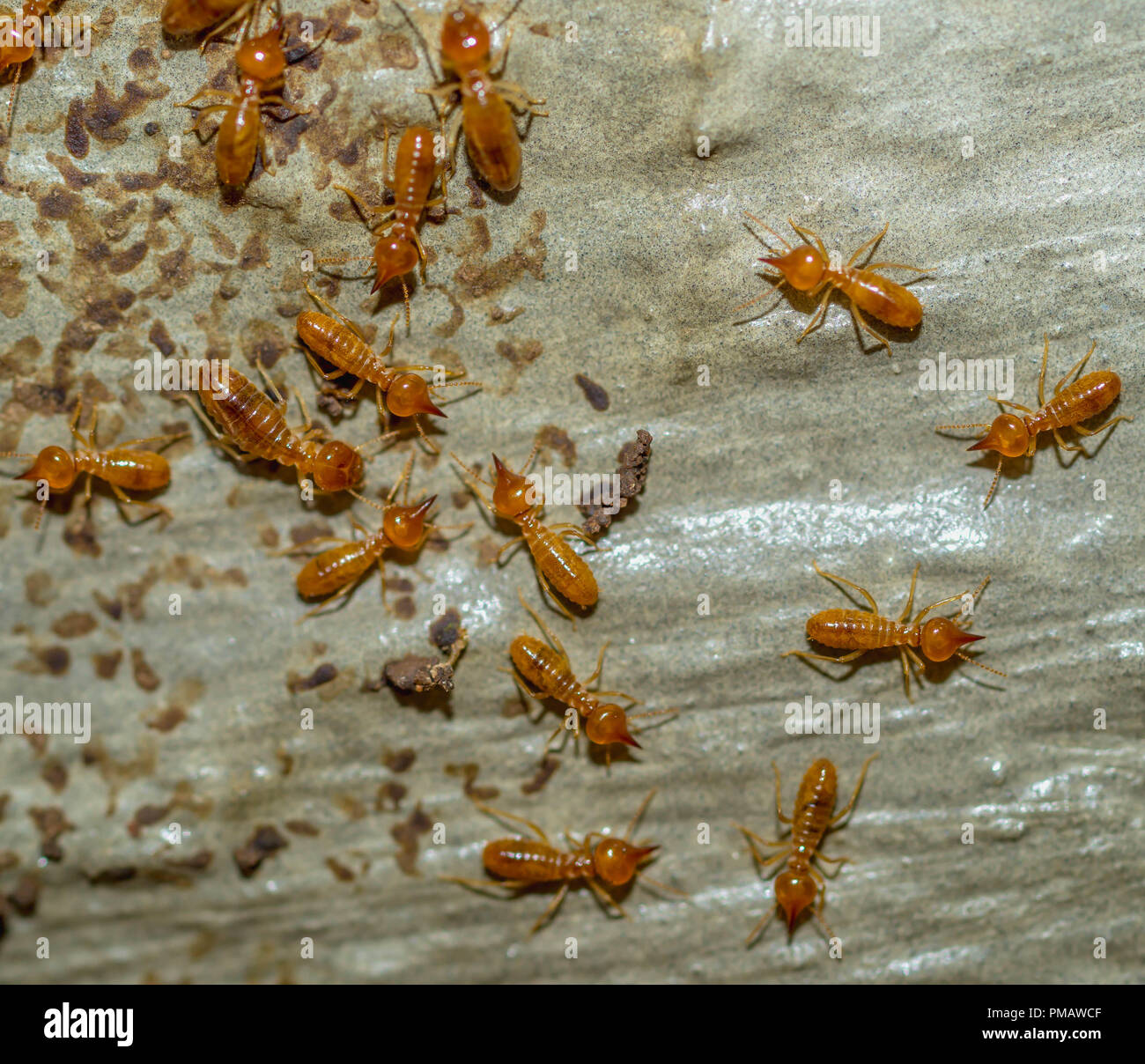 Détritivores hi-res stock photography and images - Alamy