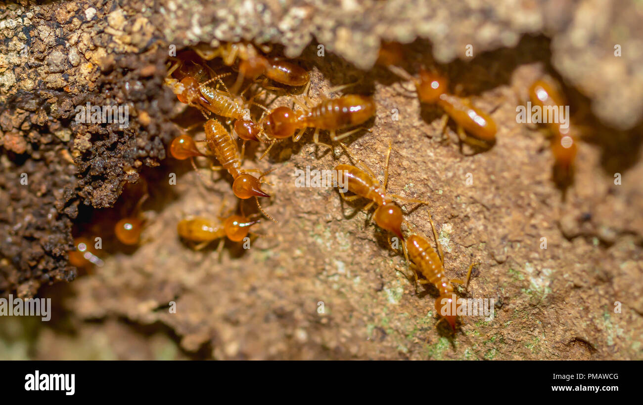 Termite Colony High Resolution Stock Photography and Images - Alamy