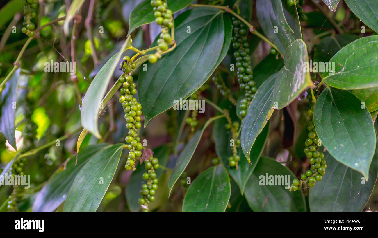 peppercorn on the tree. tropical spices plantation Stock Photo - Alamy