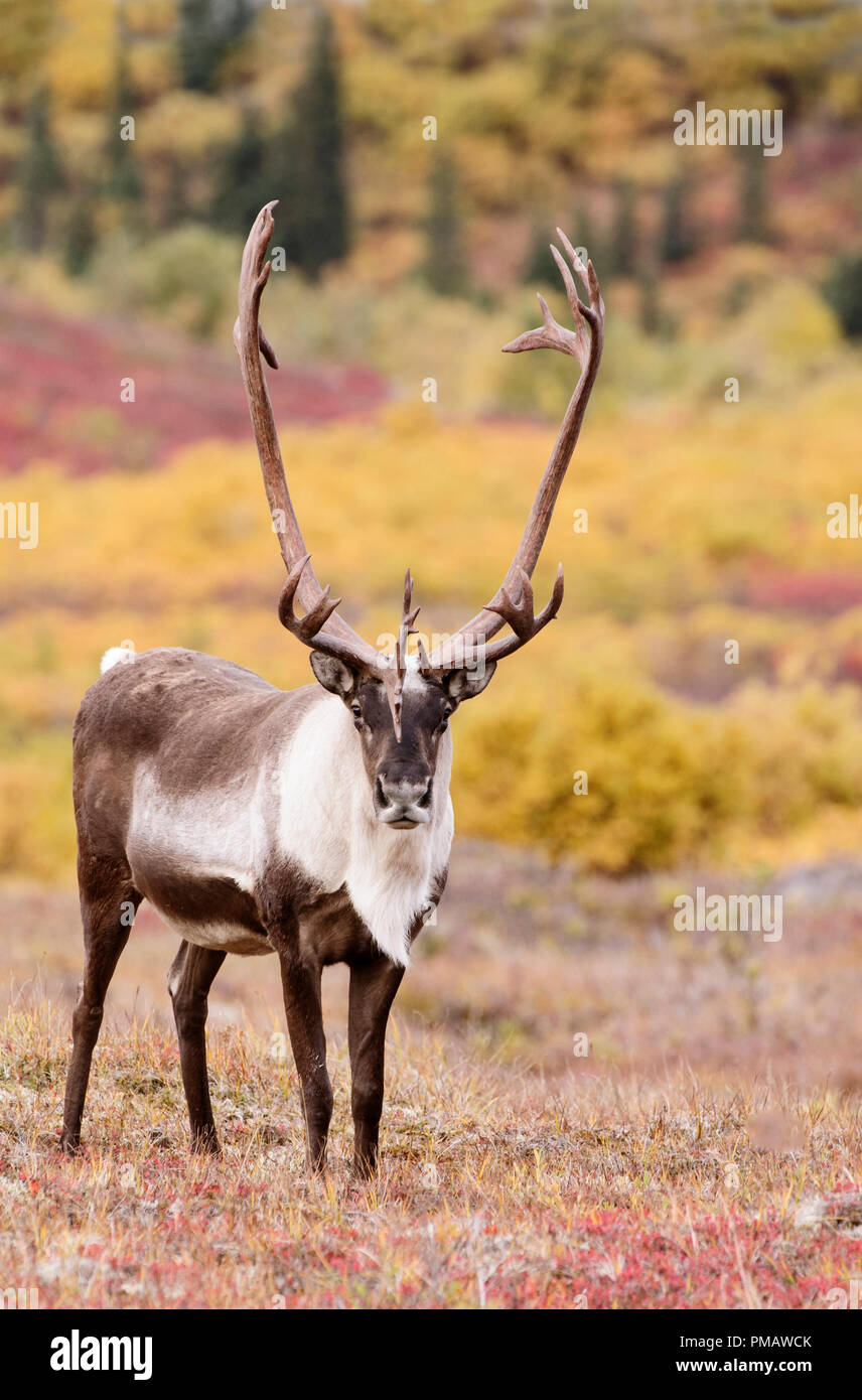 Caribou Reindeer Denali National Park High Resolution Stock Photography ...
