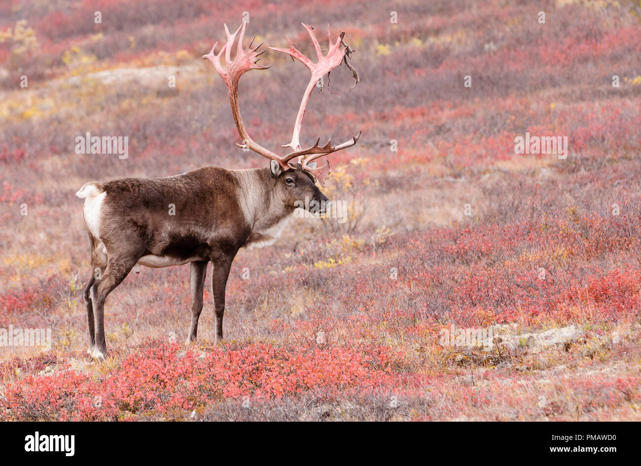 Caribou, Barren Ground, Bull, Autumn, Denali Park, Alaska Stock Photo ...