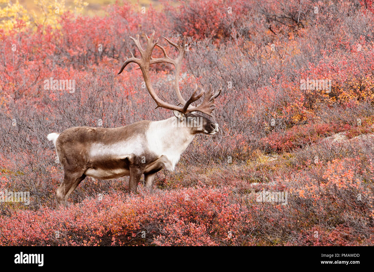 Barren ground caribou hi-res stock photography and images - Alamy