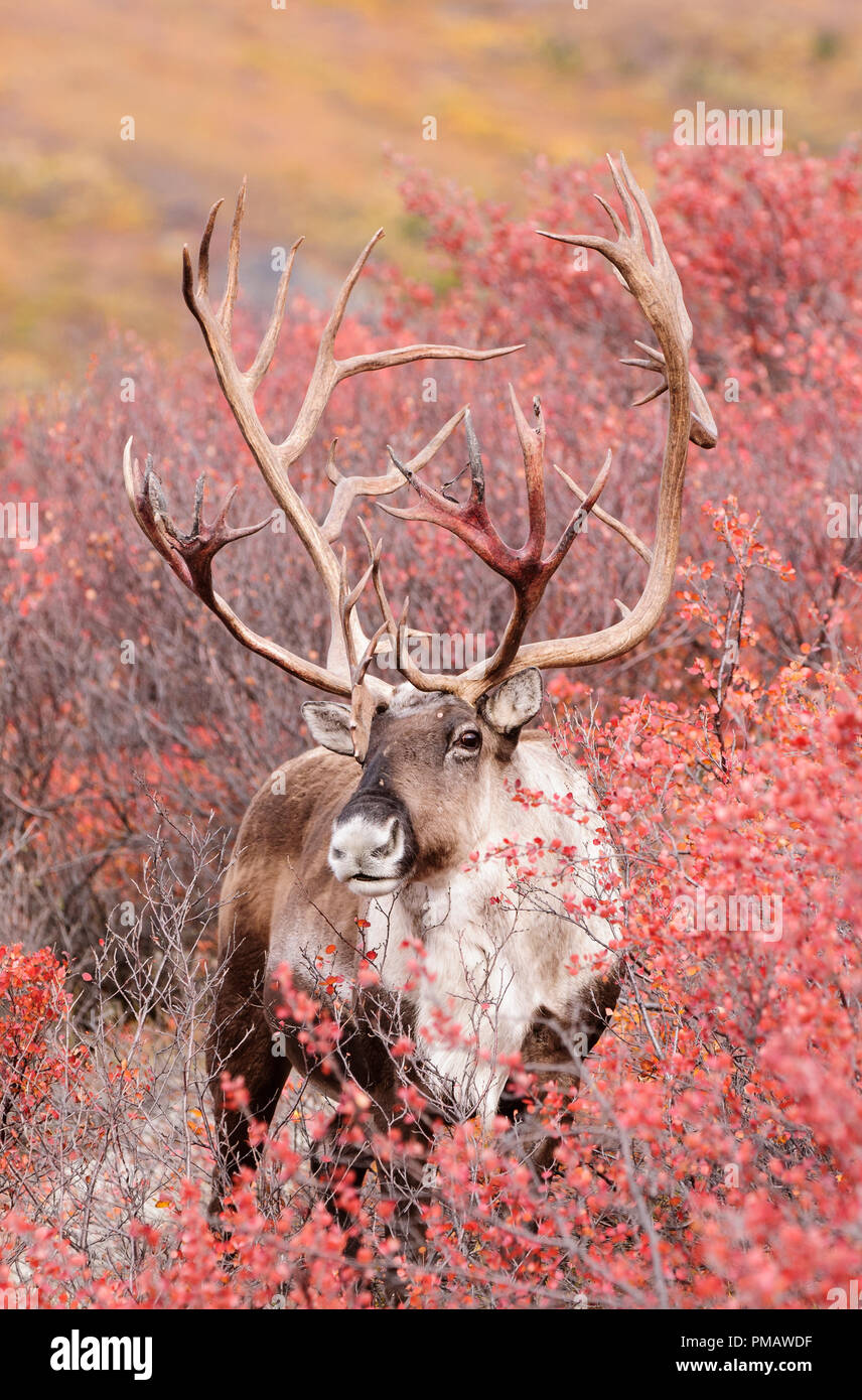 Caribou, Barren Ground, Bull, Autumn, Denali Park, Alaska Stock Photo ...