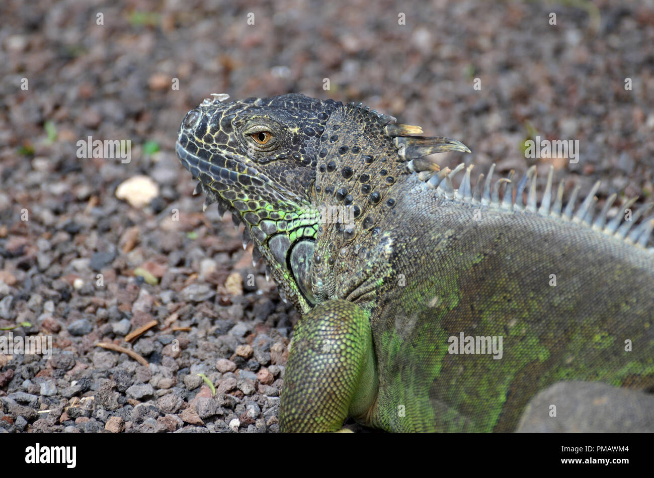 Portrait of a common iguana (Iguana iguana), green iguana Stock Photo ...
