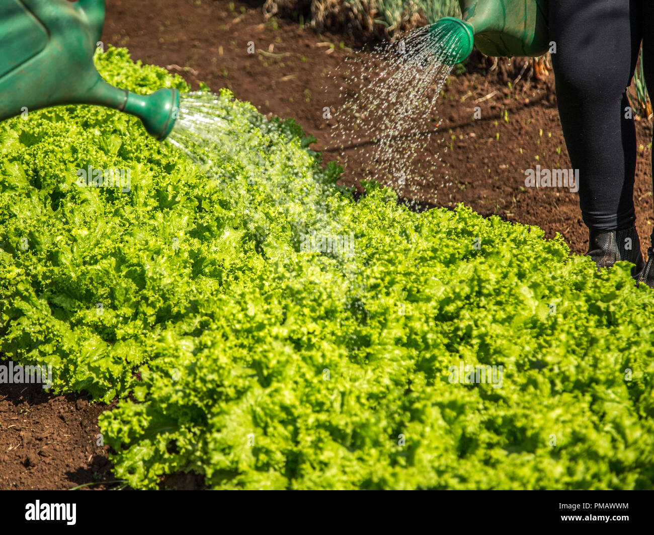 cultivation and harvesting of lettuce irrigation Stock Photo - Alamy