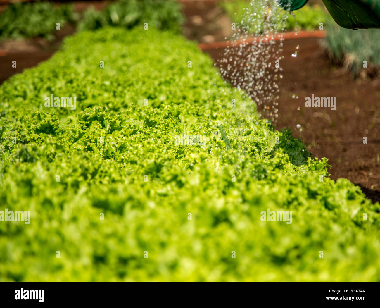 cultivation and harvesting of lettuce irrigation Stock Photo - Alamy
