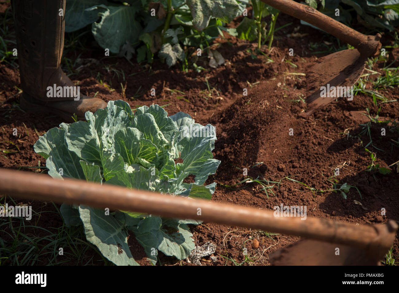 weeding garden crop vegetable Stock Photo - Alamy