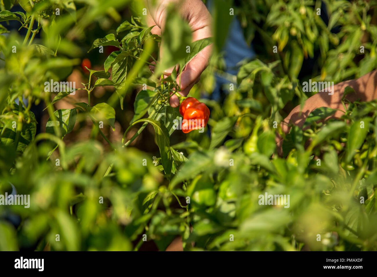 Chilli hand hi-res stock photography and images - Alamy