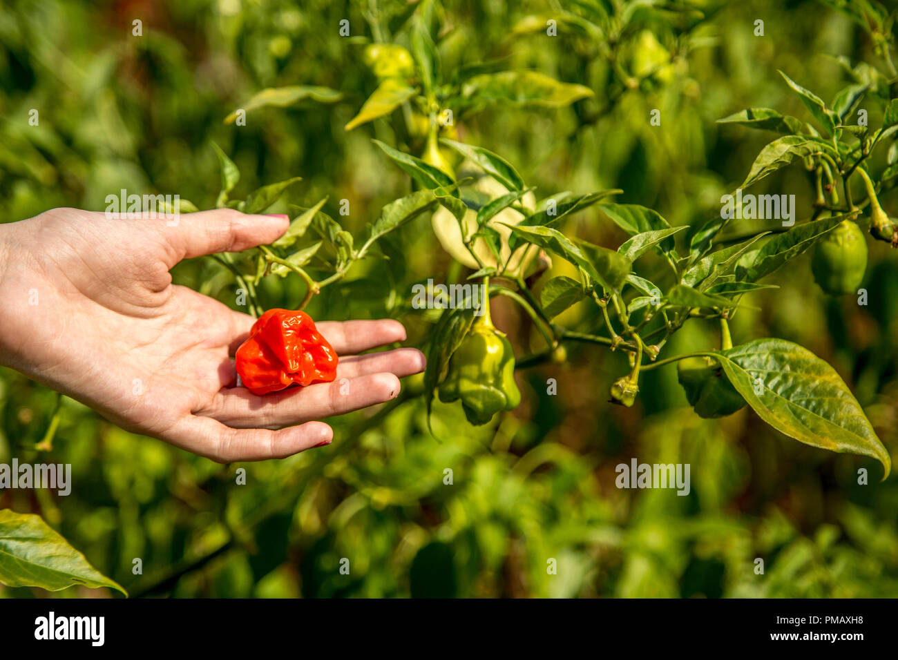 chilli hand cultive farmer Stock Photo - Alamy