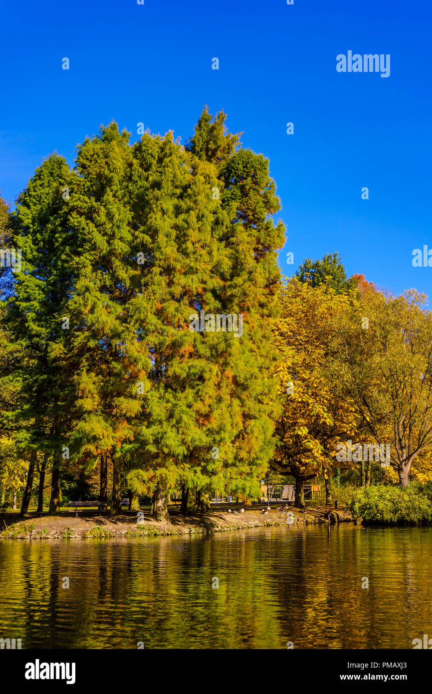 colorful autumn colors in the forest Stock Photo - Alamy
