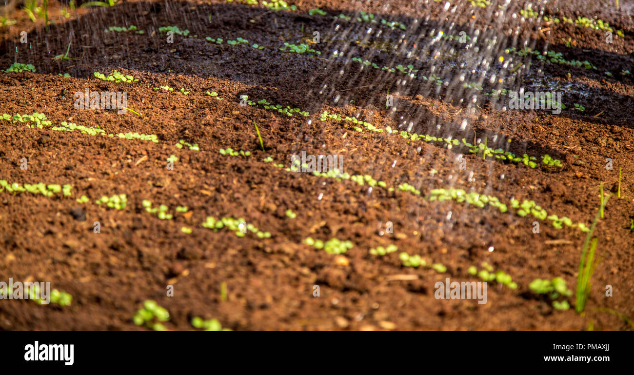 cultivation and harvesting of lettuce irrigation Stock Photo - Alamy
