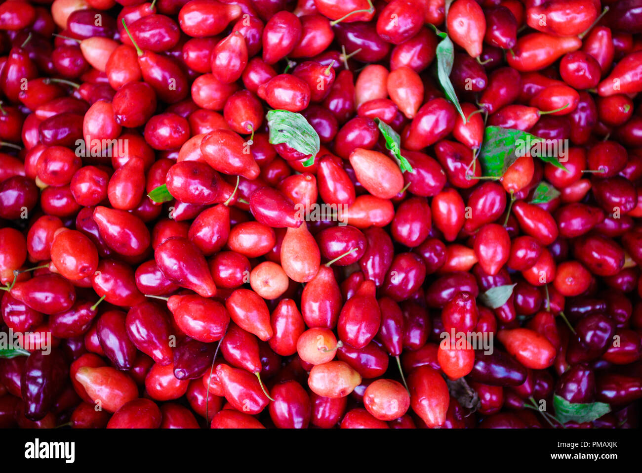 Cornus fruit .Dogwood berries Stock Photo - Alamy